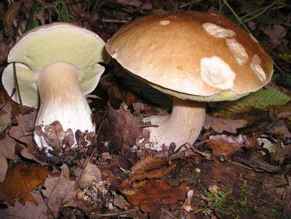Latvians & Mushrooms - A Not-So-Secret Love Affair - Life in Riga
