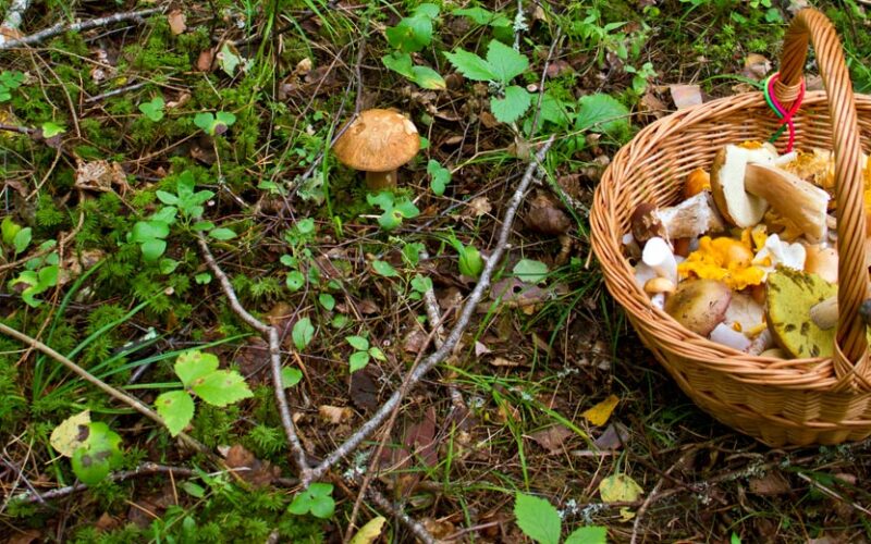 Latvians & Mushrooms - A Not-So-Secret Love Affair - Life in Riga