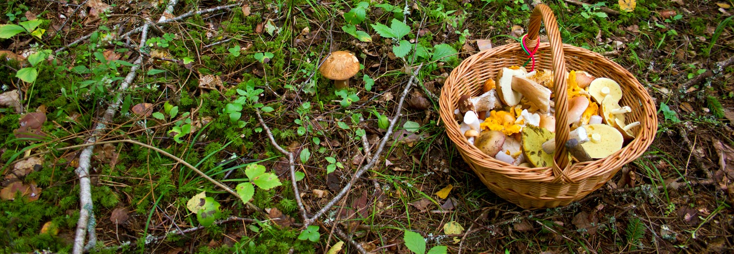 Latvians & Mushrooms - A Not-So-Secret Love Affair - Life in Riga