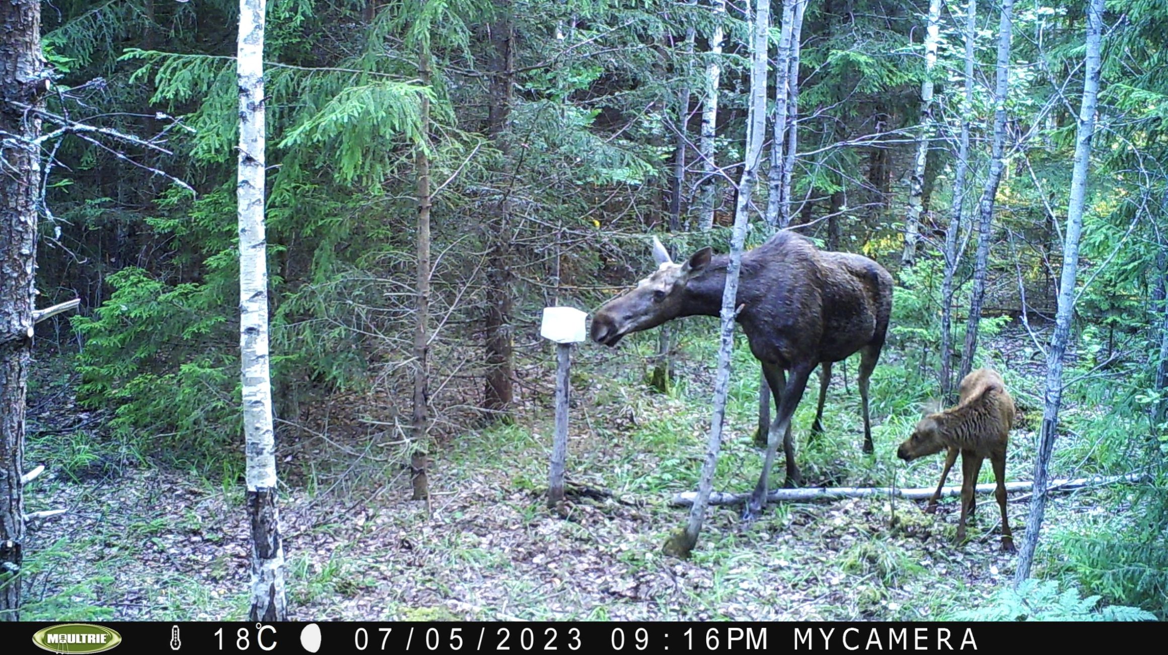 Latvians and the Forest - Life in Riga